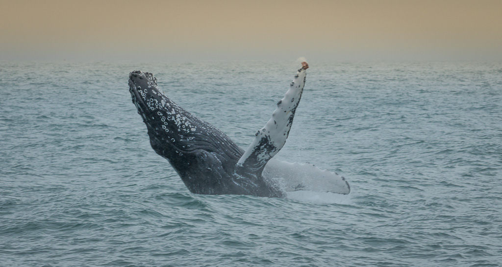whale 2-2 - Let me Meander